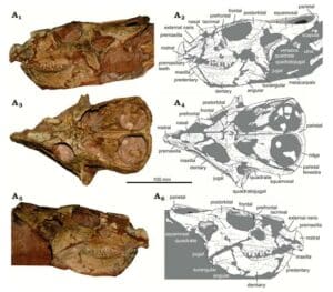 Protoceratops | Legacy of the 'First Horned Face' Dinosaur