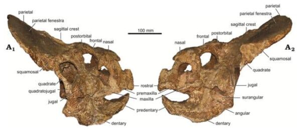 Protoceratops | Legacy of the 'First Horned Face' Dinosaur