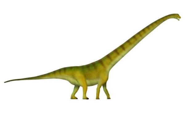 Mamenchisaurus | A Giant Sauropod of Late Jurassic Asia