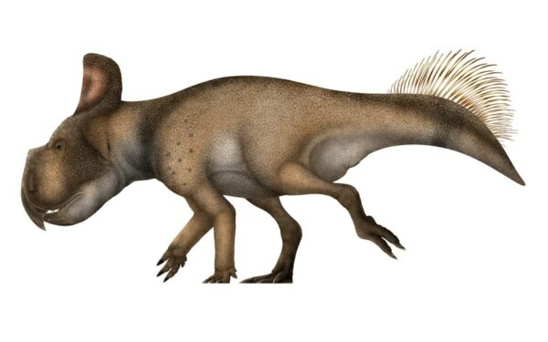 Protoceratops | Legacy of the 'First Horned Face' Dinosaur