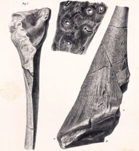 Hylaeosaurus | Exploring the Early Cretaceous Forest Dino