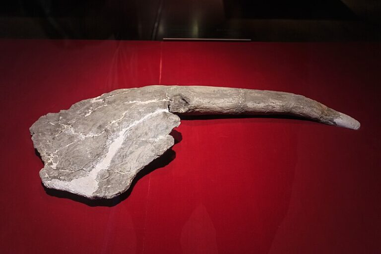 Gigantspinosaurus | The Late Jurassic Giant-Spined Lizard