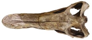 Falcarius | The “Sickle Cutter” of the Early Cretaceous