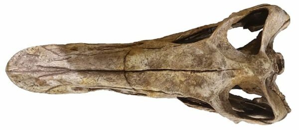 Falcarius | The “Sickle Cutter” of the Early Cretaceous