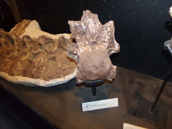 Tyrannotitan | Colossal Predator of the Early Cretaceous