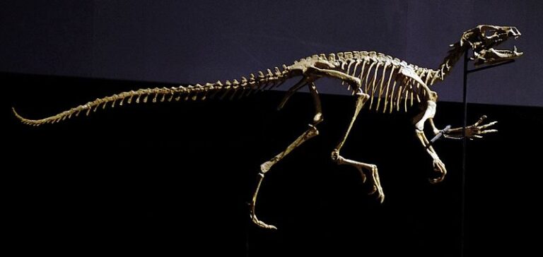 Heterodontosaurus | A Unique Early Jurassic Herbivore