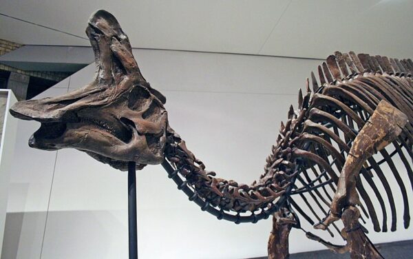 Lambeosaurus | The Crested Dinosaur of the Late Cretaceous