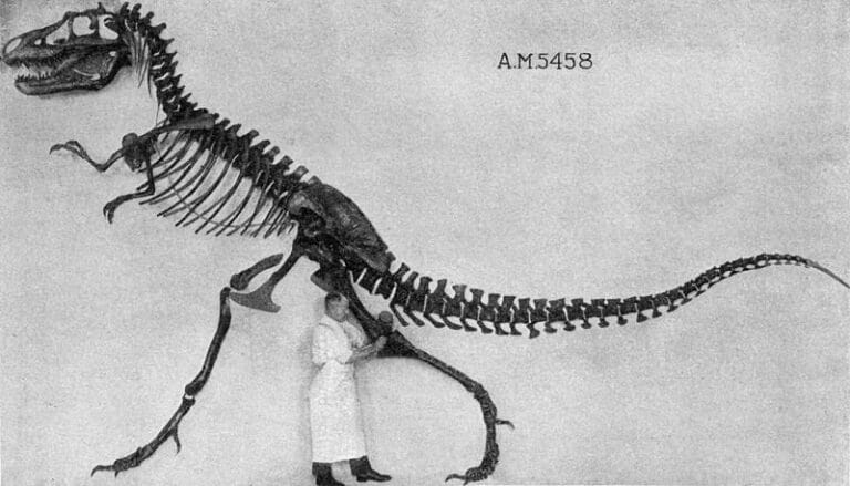 Gorgosaurus | The Dreadful Lizard of the Late Cretaceous