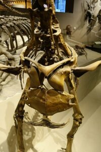 Hagryphus | Late Cretaceous Omnivore from Utah USA