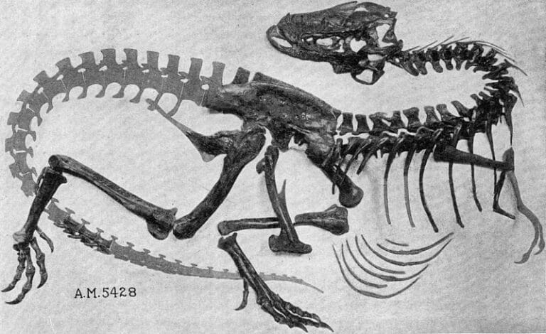 Gorgosaurus | The Dreadful Lizard of the Late Cretaceous