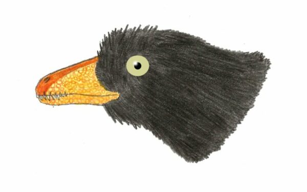 Aorun | The Chinese Dragon King of the Late Jurassic World