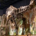 Haplocanthosaurus | Early Sauropod from the Late Jurassic