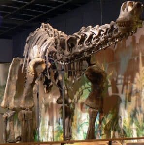 Haplocanthosaurus | Early Sauropod from the Late Jurassic