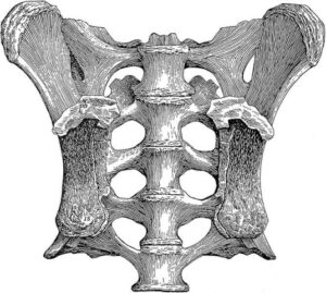 Haplocanthosaurus | Early Sauropod from the Late Jurassic