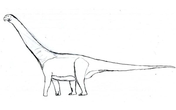 Aragosaurus | A Jurassic-Cretaceous Sauropod from Spain