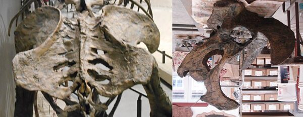 Nothronychus | A Late Cretaceous Theropod from North America