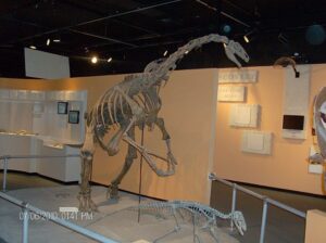 Nothronychus | A Late Cretaceous Theropod from North America