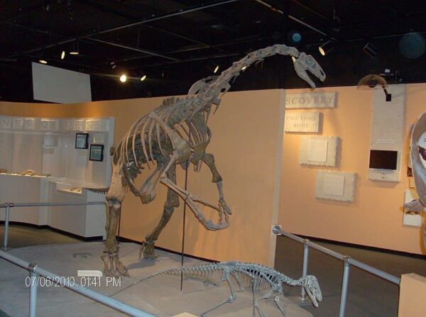 Nothronychus | A Late Cretaceous Theropod from North America