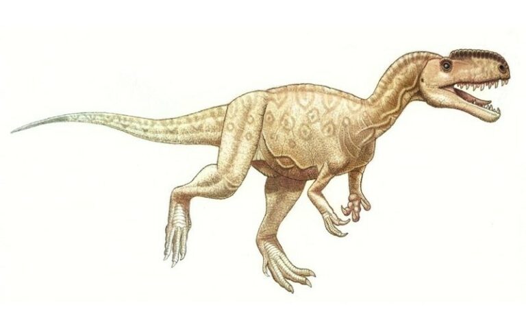 Monolophosaurus | A Chinese Middle Jurassic Predator