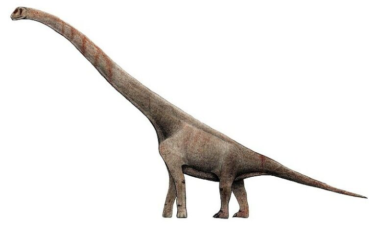Sauroposeidon | Colossal Dinosaur of the Early Cretaceous