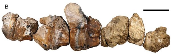 Austrosaurus | The Southern Lizard of Ancient Australia