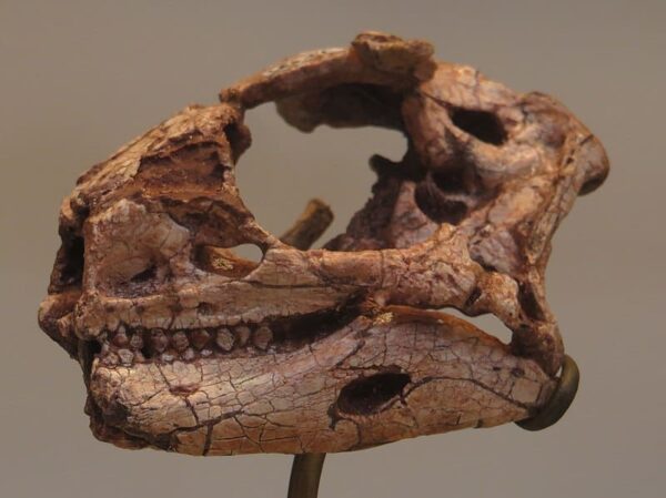 Lesothosaurus diagnostiscus | Lizard from Lesotho | Herbivore