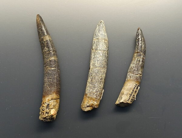 Dicraeosaurus | Exploring the Unique Sauropod of the Jurassic