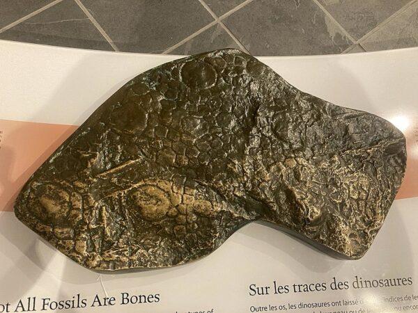 Chasmosaurus | A Majestic Frilled Dinosaur of the Late Cretaceous