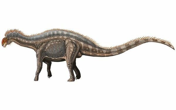 Dicraeosaurus | Exploring the Unique Sauropod of the Jurassic