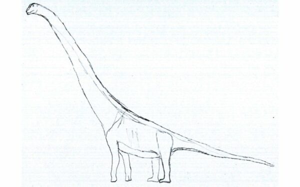Austrosaurus | The Southern Lizard of Ancient Australia