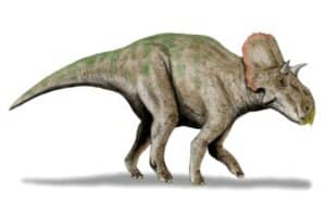 Avaceratops | Ava’s Horned Dinosaur of Ancient Montana
