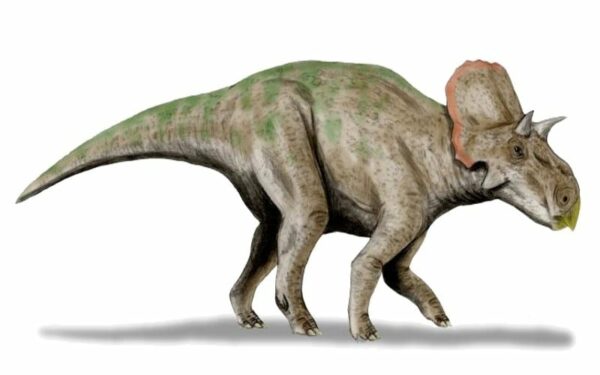 Avaceratops | Ava’s Horned Dinosaur of Ancient Montana