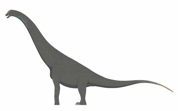 Baurutitan | Late Cretaceous Giant Sauropod of Brazil