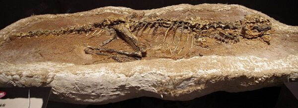 Haplocheirus | Unveiling the Jurassic Predator