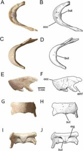 Avimimus | Unveiling the Bird Mimic of the Late Cretaceous