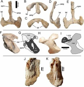 Avimimus | Unveiling the Bird Mimic of the Late Cretaceous