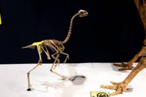 Avimimus | Unveiling the Bird Mimic of the Late Cretaceous