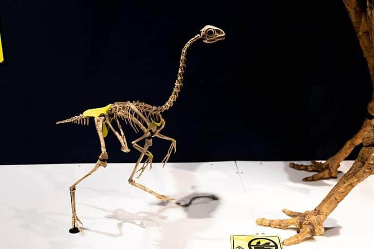 Avimimus | Unveiling the Bird Mimic of the Late Cretaceous