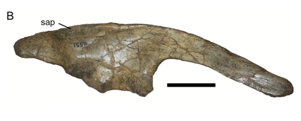 Gilmoreosaurus | A Glimpse into the Cretaceous Giant