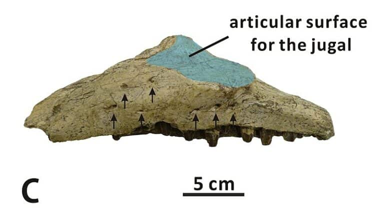 Gilmoreosaurus | A Glimpse into the Cretaceous Giant