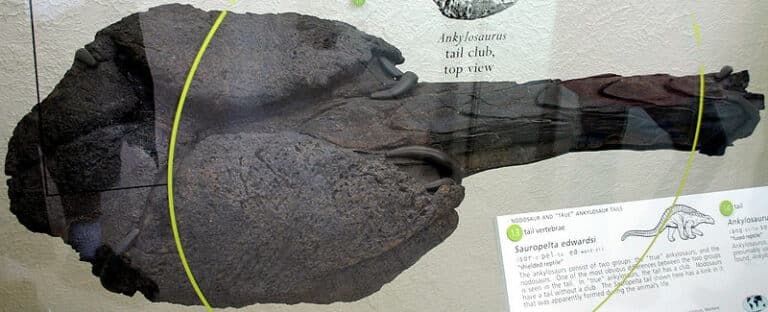 Ankylosaurus | The Armored Dinosaur of the Late Cretaceous