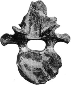 Ankylosaurus | The Armored Dinosaur of the Late Cretaceous