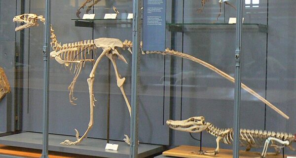 Dromaeosaurus | The Swift Predator of the Cretaceous