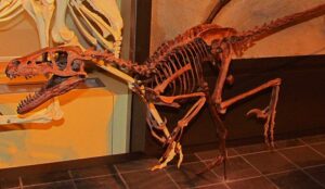 Dromaeosaurus | The Swift Predator of the Cretaceous