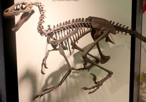 Dromaeosaurus | The Swift Predator of the Cretaceous