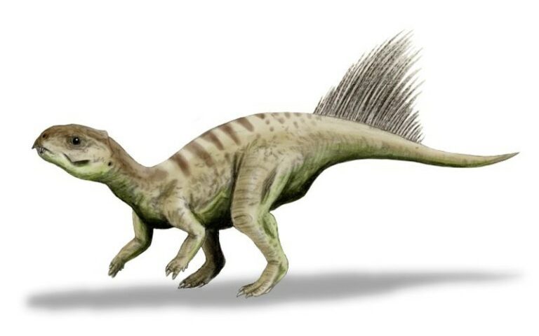 Chaoyangsaurus | A Journey into the Late Jurassic World