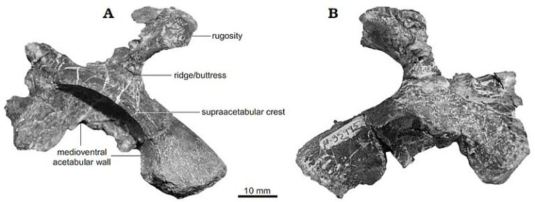Caseosaurus: Exploring the Late Triassic Predator