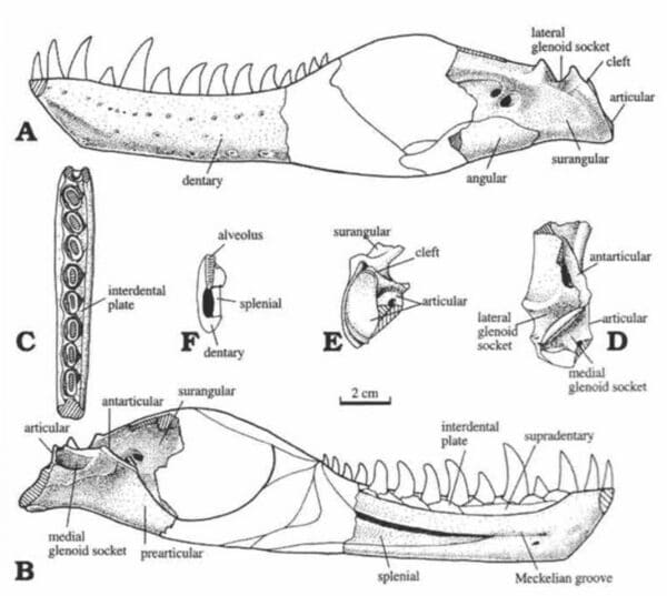 Bagaraatan: The Small Hunter from the Late Cretaceous