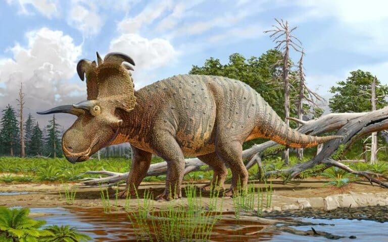 Lokiceratops: Ceratopsian from the Late Cretaceous