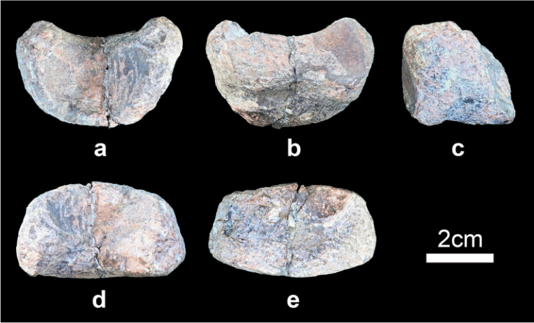 Baiyinosaurus | Discover the Stegosaur from the Middle Jurassic